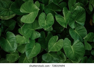 Flat Lay Nature Background Creative Layout Stock Photo 728319694 ...