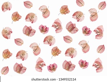 Flat Pressed Dried Flower Pattern Isolated Stock Photo 1349552114 ...