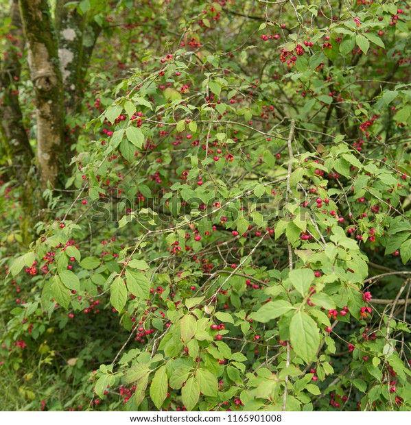 Flat Stalked Spindle Tree Euonymus Planipes Stock Photo 1165901008 ...