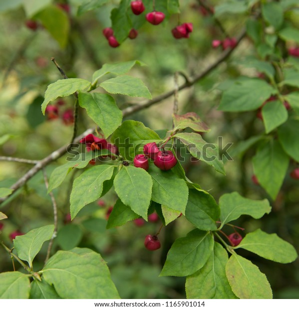 Flat Stalked Spindle Tree Euonymus Planipes Stock Photo 1165901014 ...