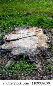 Flat Tree Stump Stock Photo 1109339099 | Shutterstock