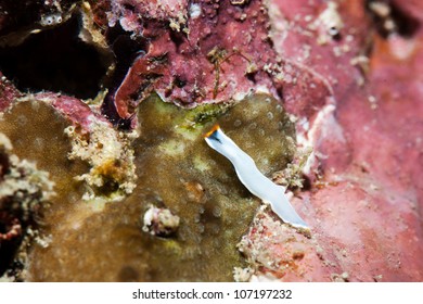 Flat Worm Stock Photo 107197232 | Shutterstock