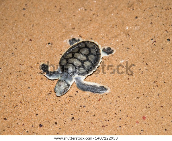 Flatback Sea Turtle Hatchling Crawling Towards Stock Photo (Edit Now ...