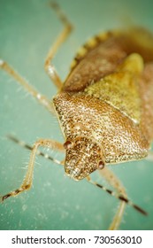 Flattened Bug Stock Photo 730563010 | Shutterstock