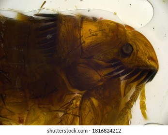 Flea Siphonaptera Head Under Microscope Stock Photo 1816824212 ...
