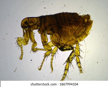 Flea Siphonaptera Under Microscope Stock Photo 1867994104 | Shutterstock
