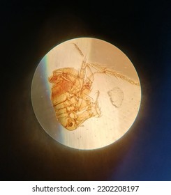 3,962 Flea macro Images, Stock Photos & Vectors | Shutterstock
