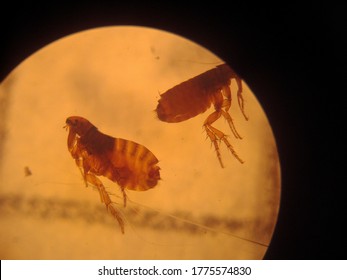 472 Flea microscope Images, Stock Photos & Vectors | Shutterstock
