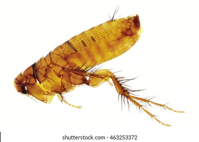 Flea White Background Stock Photo 463253372 | Shutterstock