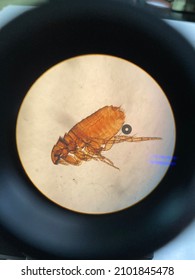 472 Flea microscope Images, Stock Photos & Vectors | Shutterstock