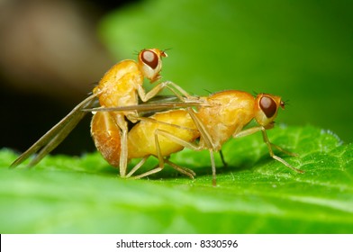 4,640 Flies sex Images, Stock Photos & Vectors | Shutterstock