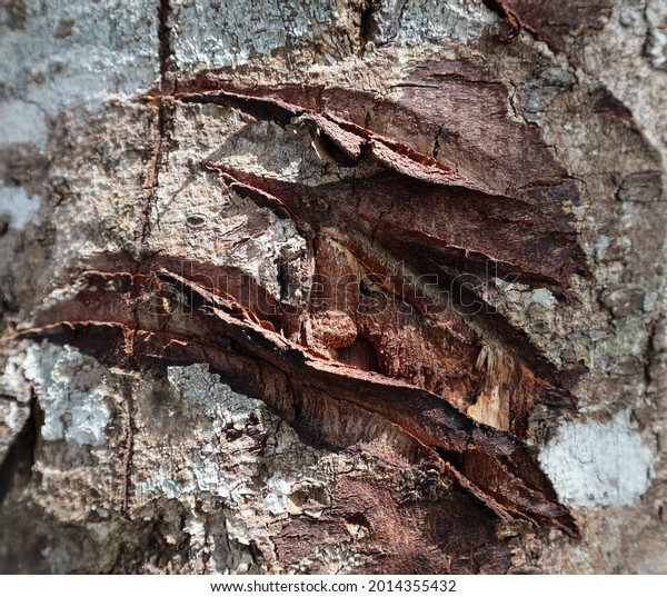 7 imágenes de Floating surface wound bark - Imágenes, fotos y vectores ...