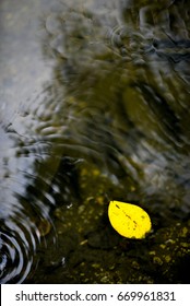 137,328 Floating leaf Images, Stock Photos & Vectors | Shutterstock