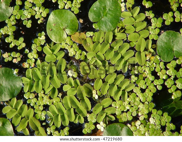 Floating Moss Stock Photo (Edit Now) 47219680