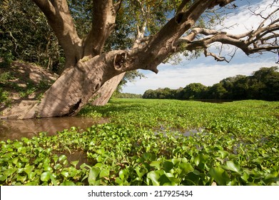 33,441 Amazon rainforest brazil Images, Stock Photos & Vectors ...