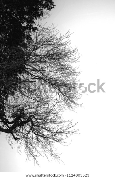 Floating Veins Trees Stock Photo 1124803523 | Shutterstock
