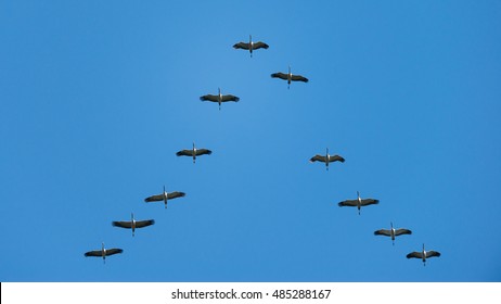 2,883 Cranes Formation Images, Stock Photos & Vectors | Shutterstock