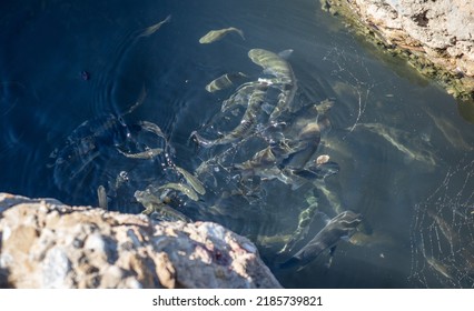 35,646 Fish Floating River Images, Stock Photos & Vectors | Shutterstock