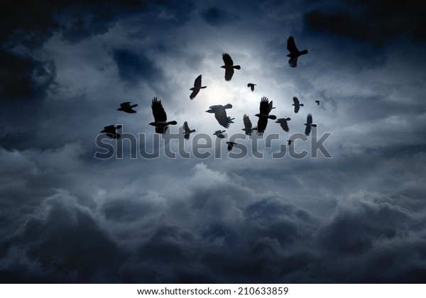 Flok af flyvende ravne, krager i Stock-foto 210633859 | Shutterstock