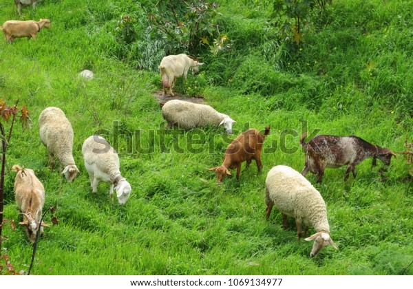 Flock Sheep Goats Stock Photo (Edit Now) 1069134977