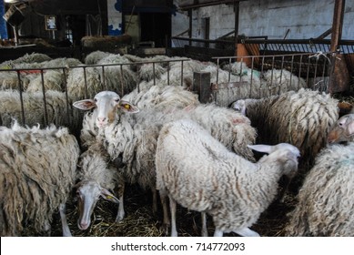63 Goat ship herd Images, Stock Photos & Vectors | Shutterstock