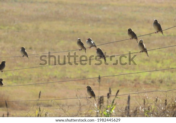 Flock Tiny Brown Quelea Birds Sitting Stock Photo 1982445629 | Shutterstock