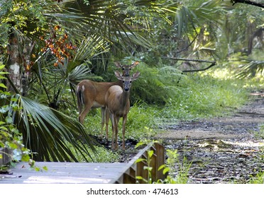 1,322 Florida deer Images, Stock Photos & Vectors | Shutterstock