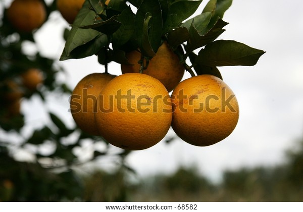 Florida Oranges Stock Photo 68582 | Shutterstock