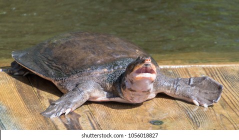 Florida Soft Shell Turtle Stock Photo 1056018827 | Shutterstock