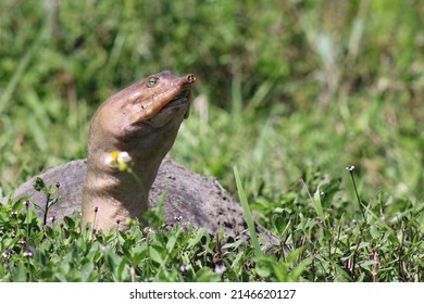 1,228 Softshell turtle Images, Stock Photos & Vectors | Shutterstock