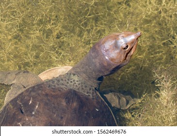 250 Florida soft shell turtle Images, Stock Photos & Vectors | Shutterstock