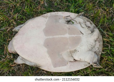 213 Turtle upside down Images, Stock Photos & Vectors | Shutterstock
