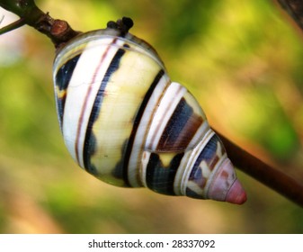 298 Florida Tree Snails Images, Stock Photos & Vectors | Shutterstock