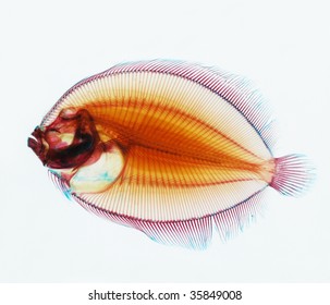 32 Flounder Skeleton Images, Stock Photos & Vectors | Shutterstock
