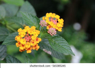 Kongini Flower Lantana Flower Common South Stock Photo 1766021030 ...