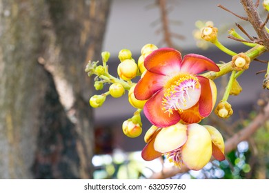 80 Sela flower Images, Stock Photos & Vectors | Shutterstock