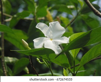 23 Togor flower leaves Images, Stock Photos & Vectors | Shutterstock