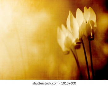 74,337 imágenes de Faded flower background - Imágenes, fotos y vectores ...