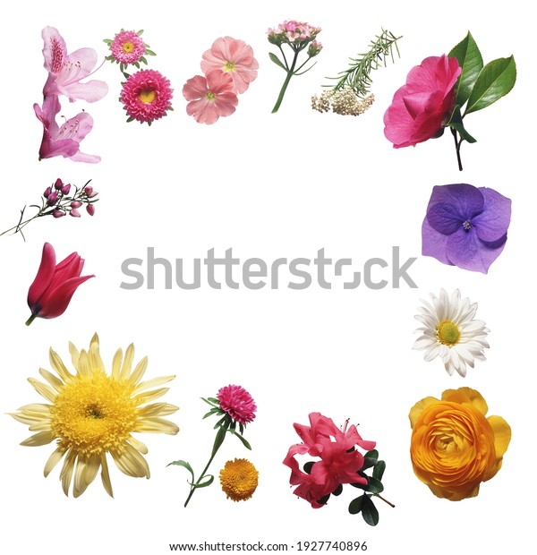 Flower Formation Frame Isolated Front White Stock Photo 1927740896 ...