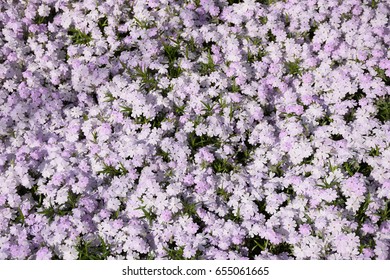 Phyllops Images, Stock Photos & Vectors | Shutterstock