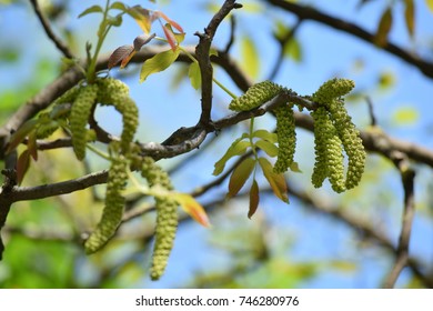 3,703 Walnut blossom Images, Stock Photos & Vectors | Shutterstock