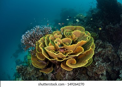 124 Foliose corals Images, Stock Photos & Vectors | Shutterstock