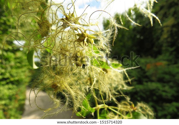 Fluff Trees Green Background Stock Photo 1515714320 | Shutterstock