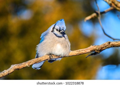 Fluffing Images, Stock Photos & Vectors | Shutterstock