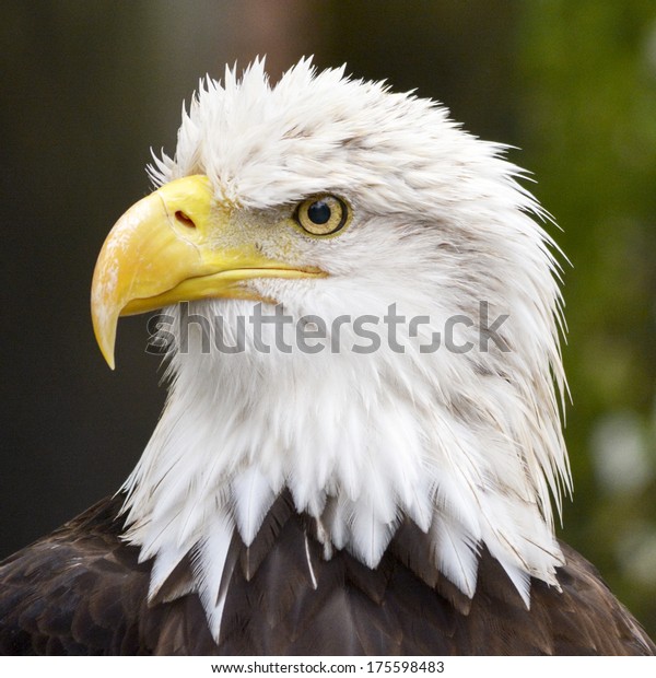 Fluffy Eagle Head Stock Photo 175598483 | Shutterstock