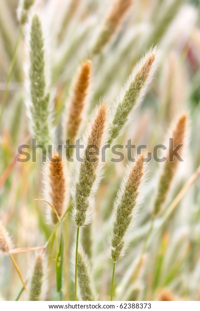 Fluffy Grass : photo de stock (modifiable) 62388373