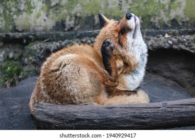 509 Red fox from behind Images, Stock Photos & Vectors | Shutterstock