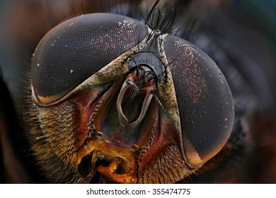 17,542 Fly eyes texture Images, Stock Photos & Vectors | Shutterstock