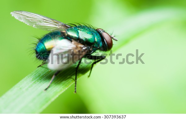 Fly Stock Photo 307393637 | Shutterstock
