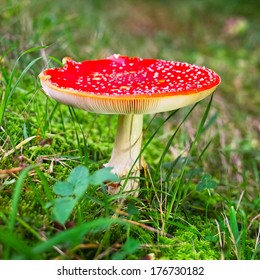 38 Wetland sponge Images, Stock Photos & Vectors | Shutterstock